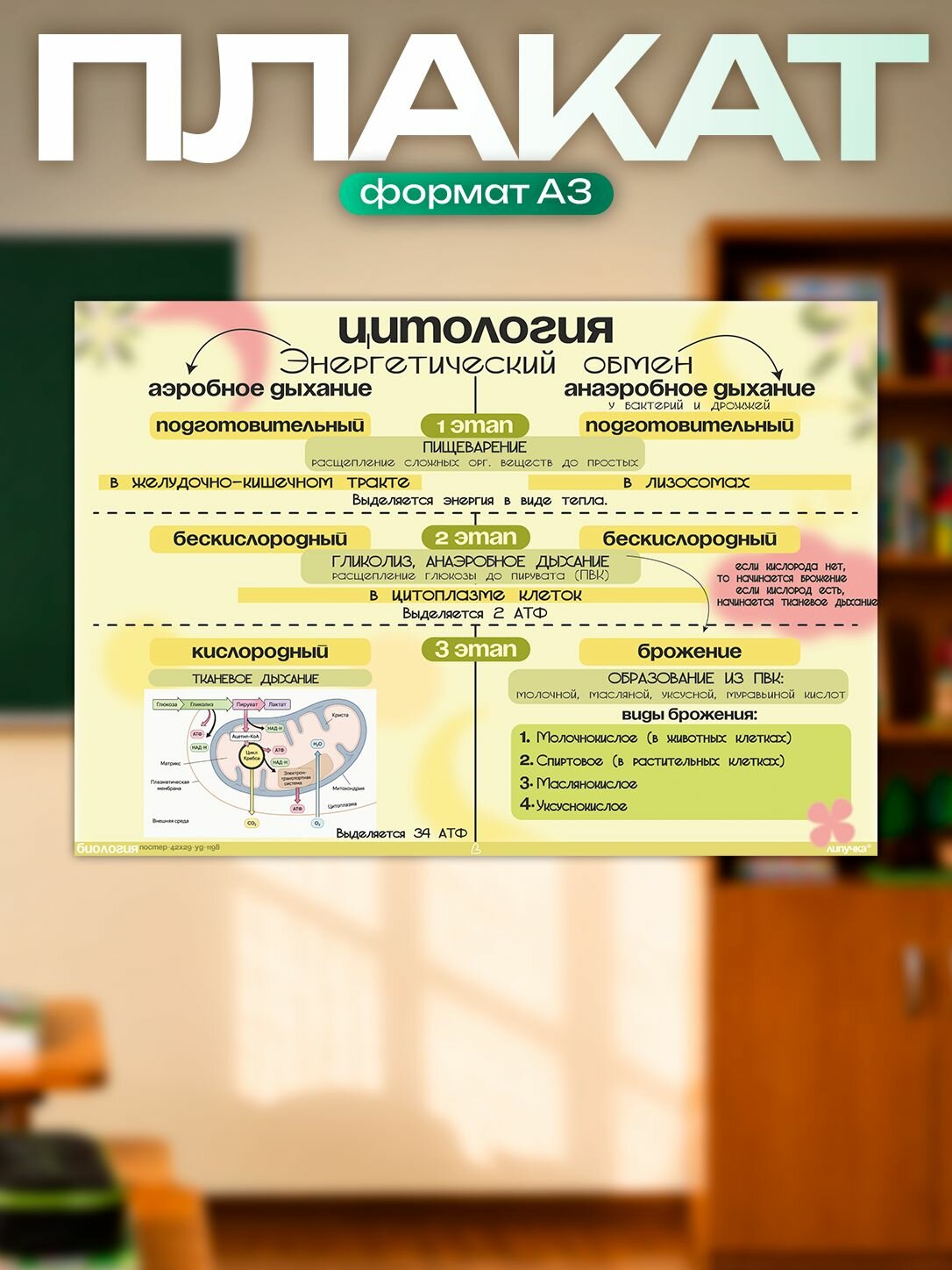 Постеры школьные биология Цитология Энергетический обмен