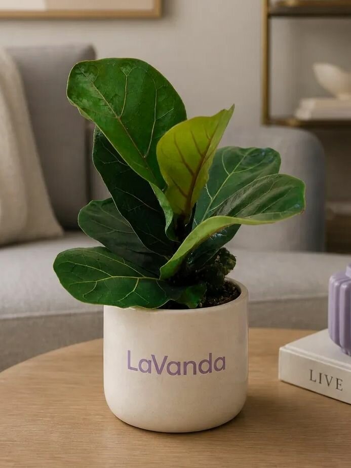 Фикус Лирата Компакта (Ficus Lyrata Compacta) живое комнатное растение
