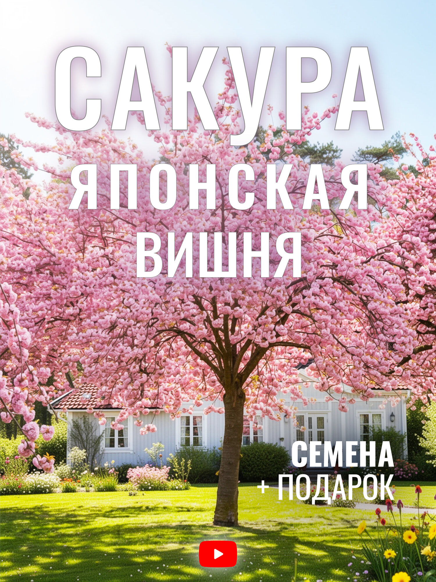 Сакура Японская Вишня, Семена, 5 шт, семена декоративных растений