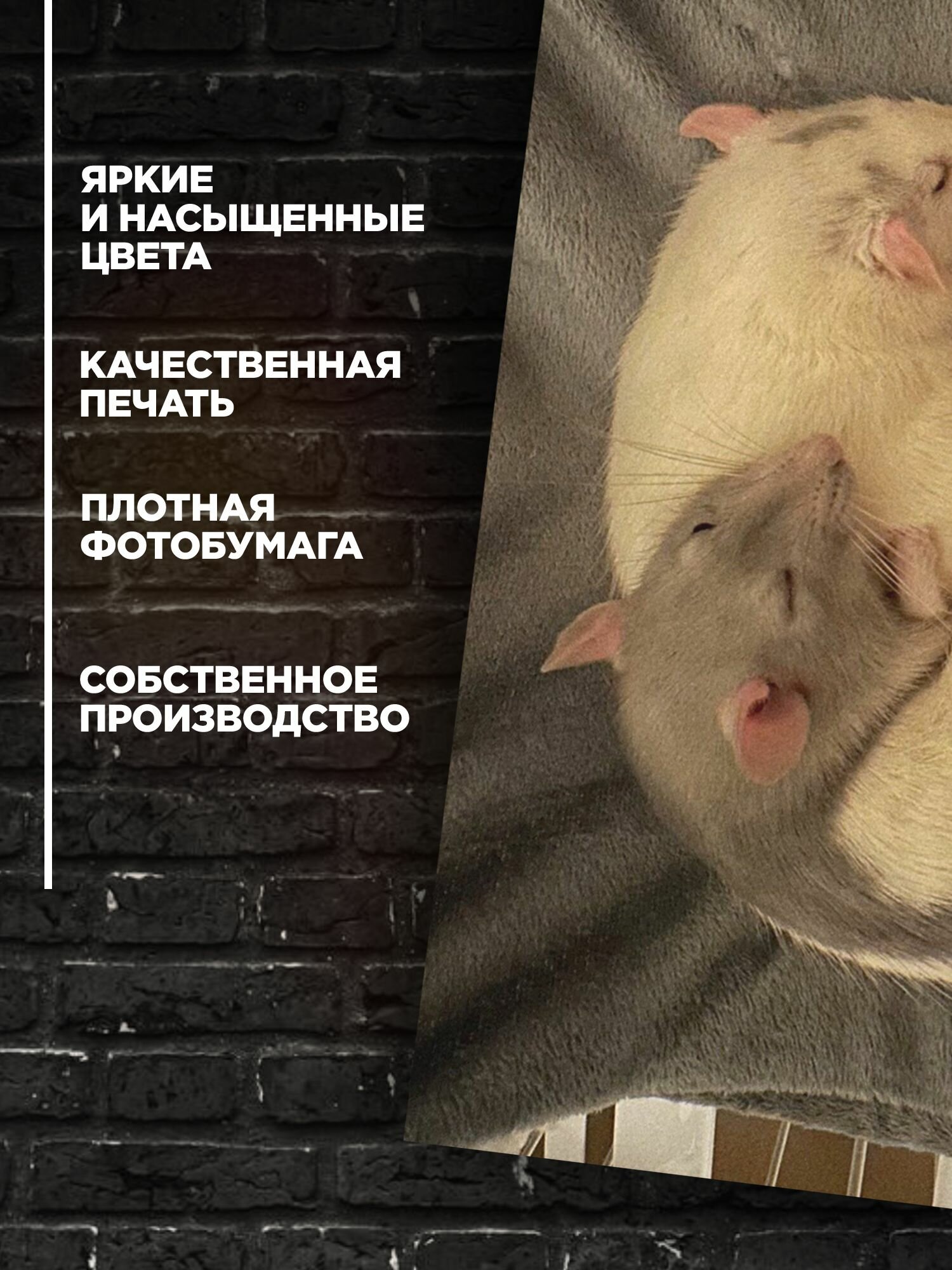 Постер Крысы, Эстетика — фото 1