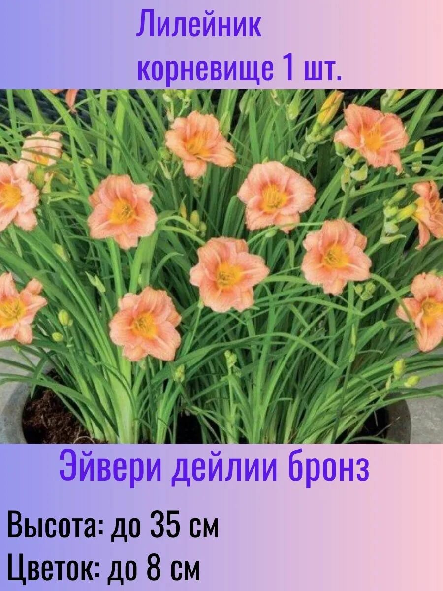 Саженцы лилейника многолетние цветы 1 штука