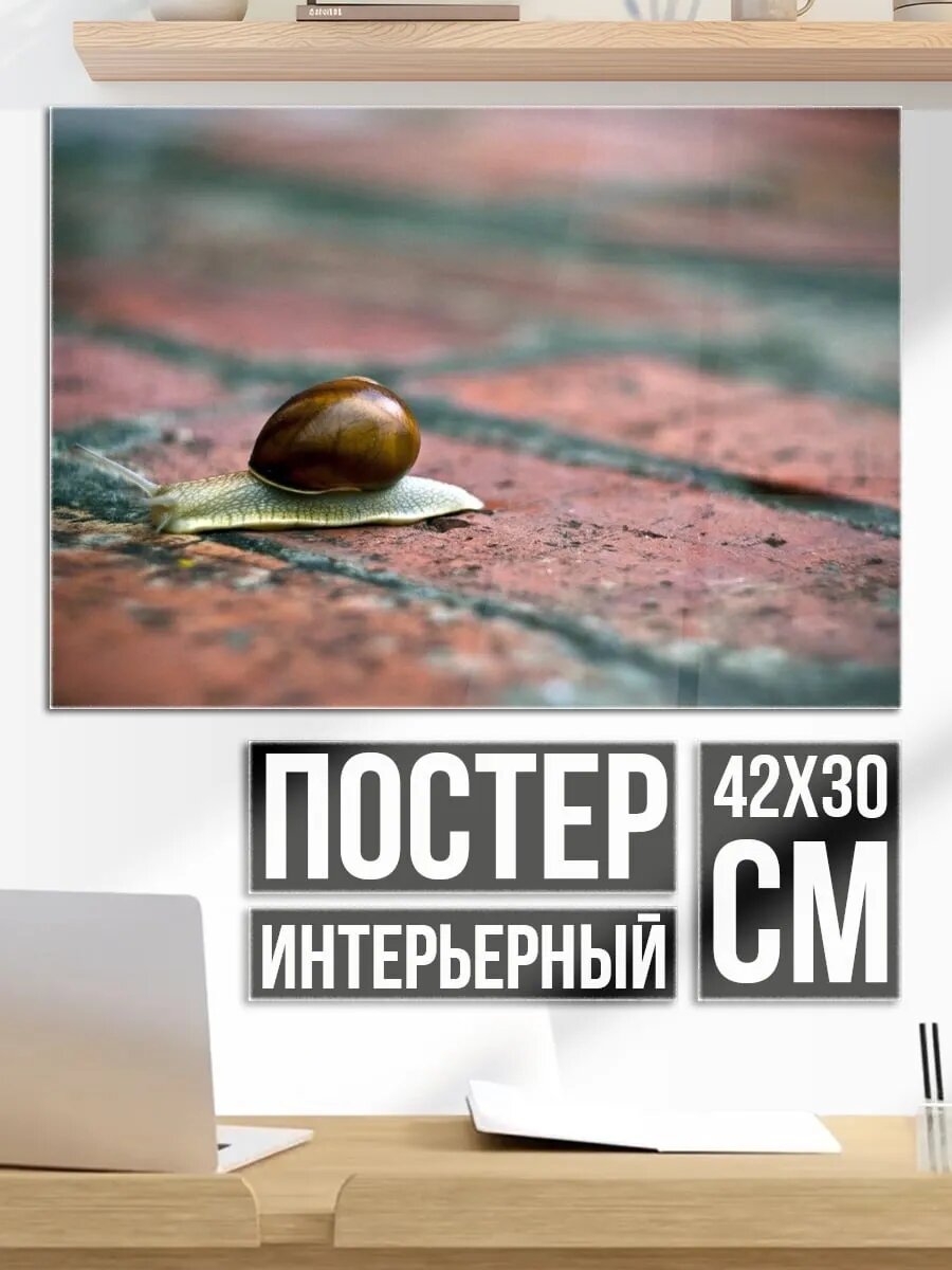 Плакат постер улитка на кирпичах