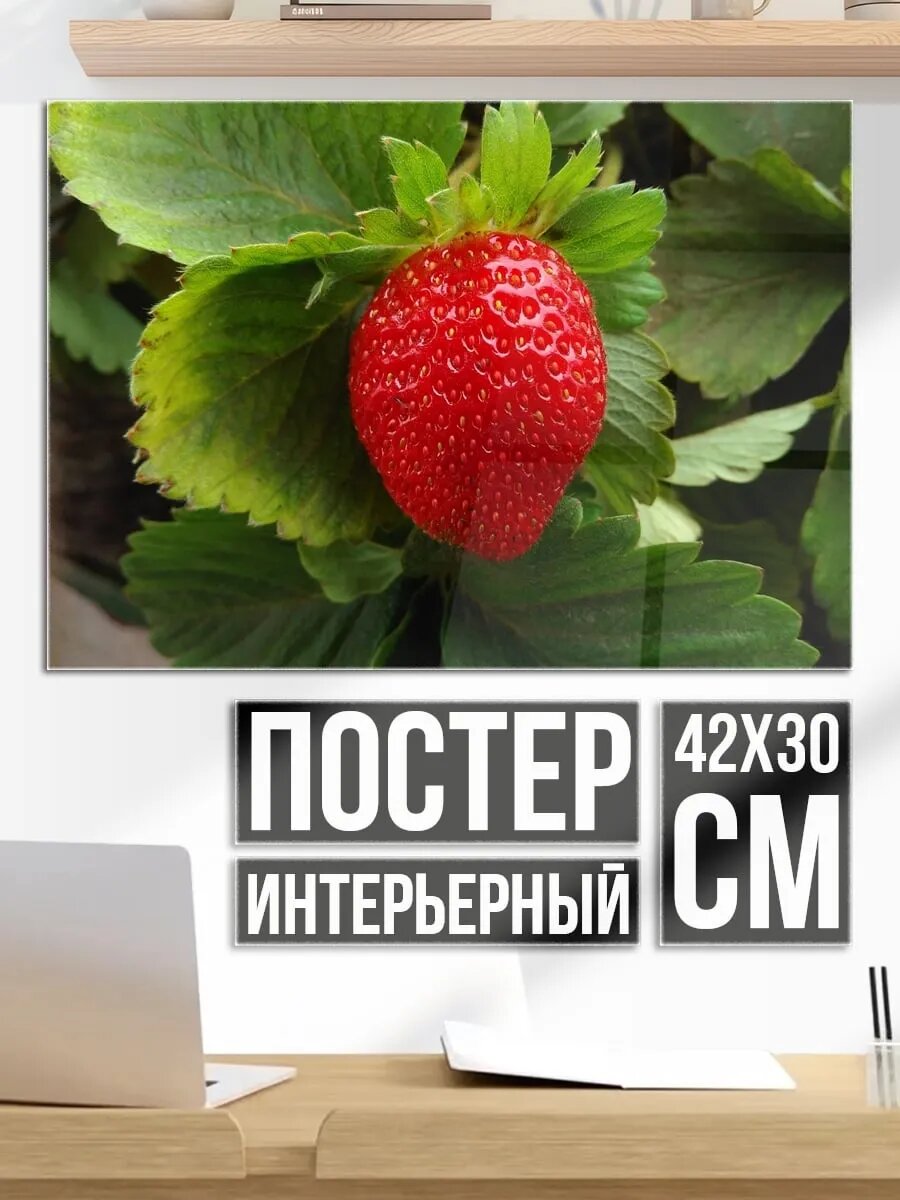 Плакат постер Клубника на кусте