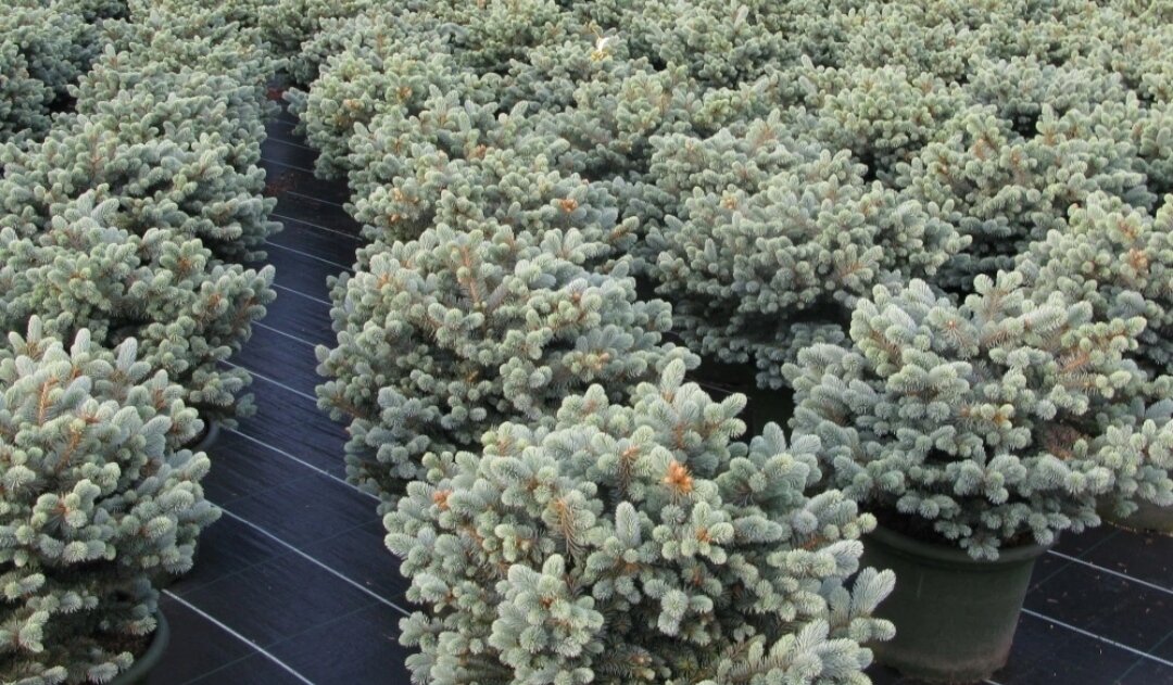 Ель колючая Глаука Глобоза (Glauca Globosa) - 180-200, Контейнер: С90