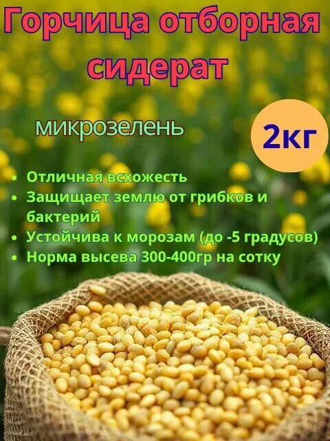 Горчица семена микрозелень 2 кг (Урожай 2025 г) Медонос, Сидерат - быстрорастущее зеленое удобрение для почвы