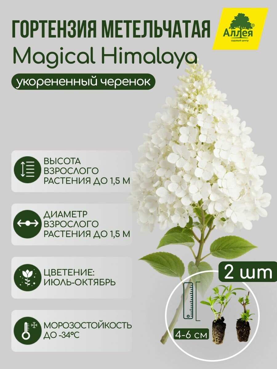 Гортензия метельчатая Magical Himalaya укорененный черенок 2шт