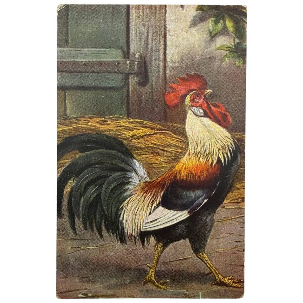 Почтовая открытка "Итальянский петух" 1900-1915 гг. Германская Империя