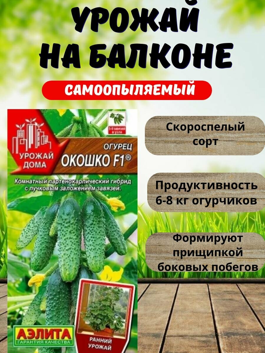 Семена огурцов самоопыляемые, Огурец Окошко , для подоконника и балкона, Аэлита огурцы для комнаты домашние огурцы
