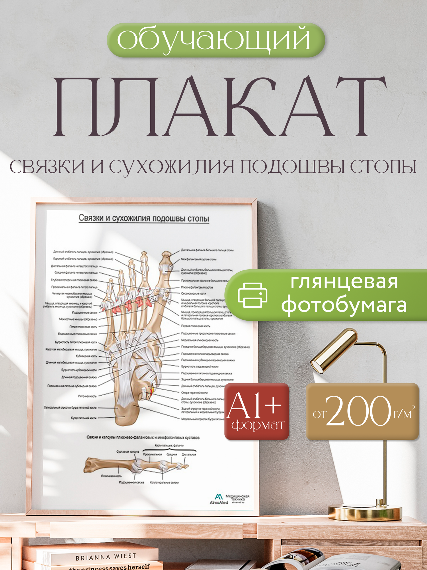 Обучающий плакат "Связки и сухожилия подошвы стопы", размер А1+, глянцевая фотобумага от 200г/м2