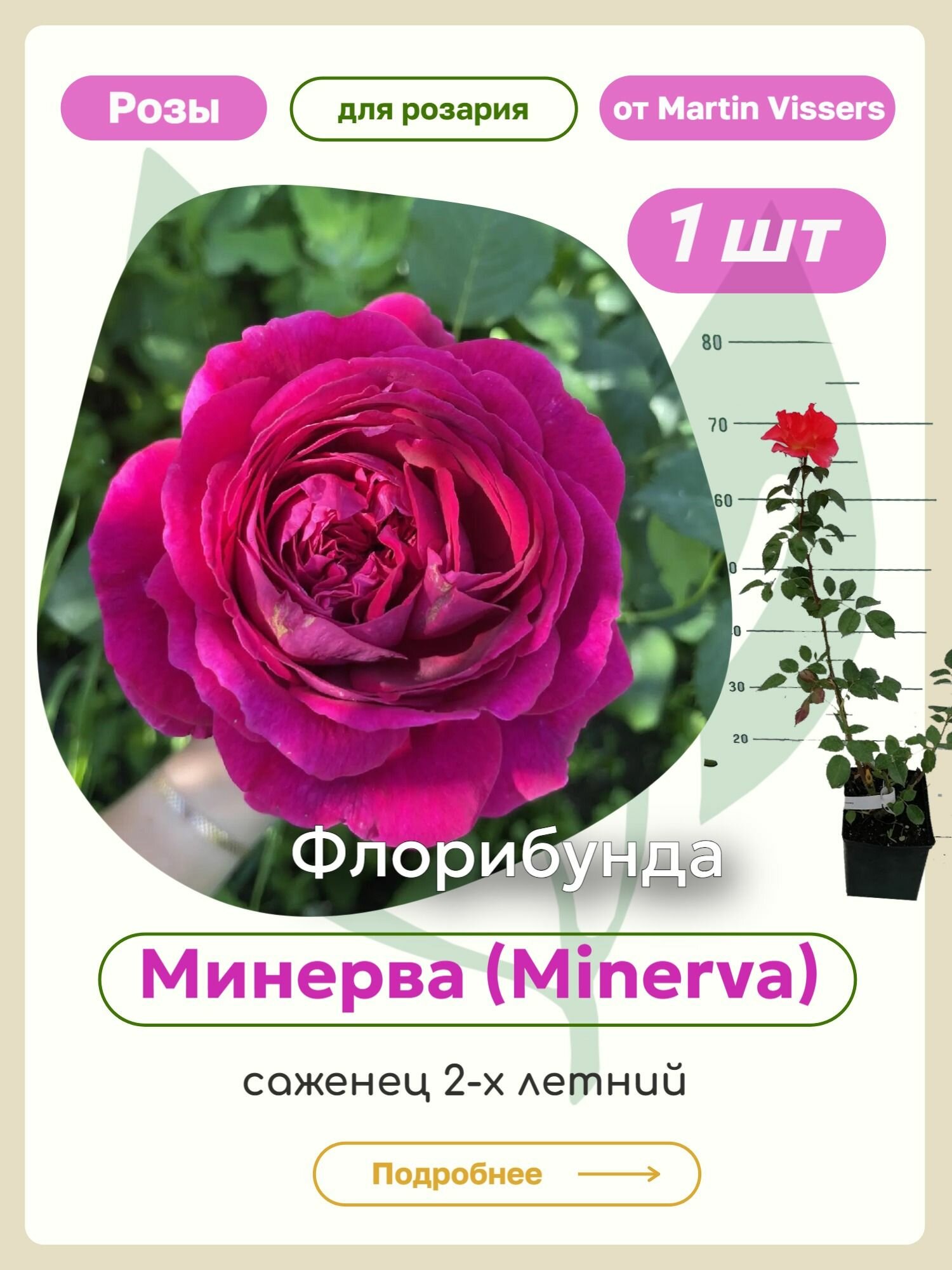 Саженцы роз Минерва (Minerva)
