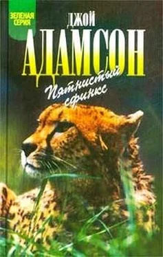 Зелёная Серия Адамсон"Пятнистый сфинкс"2003