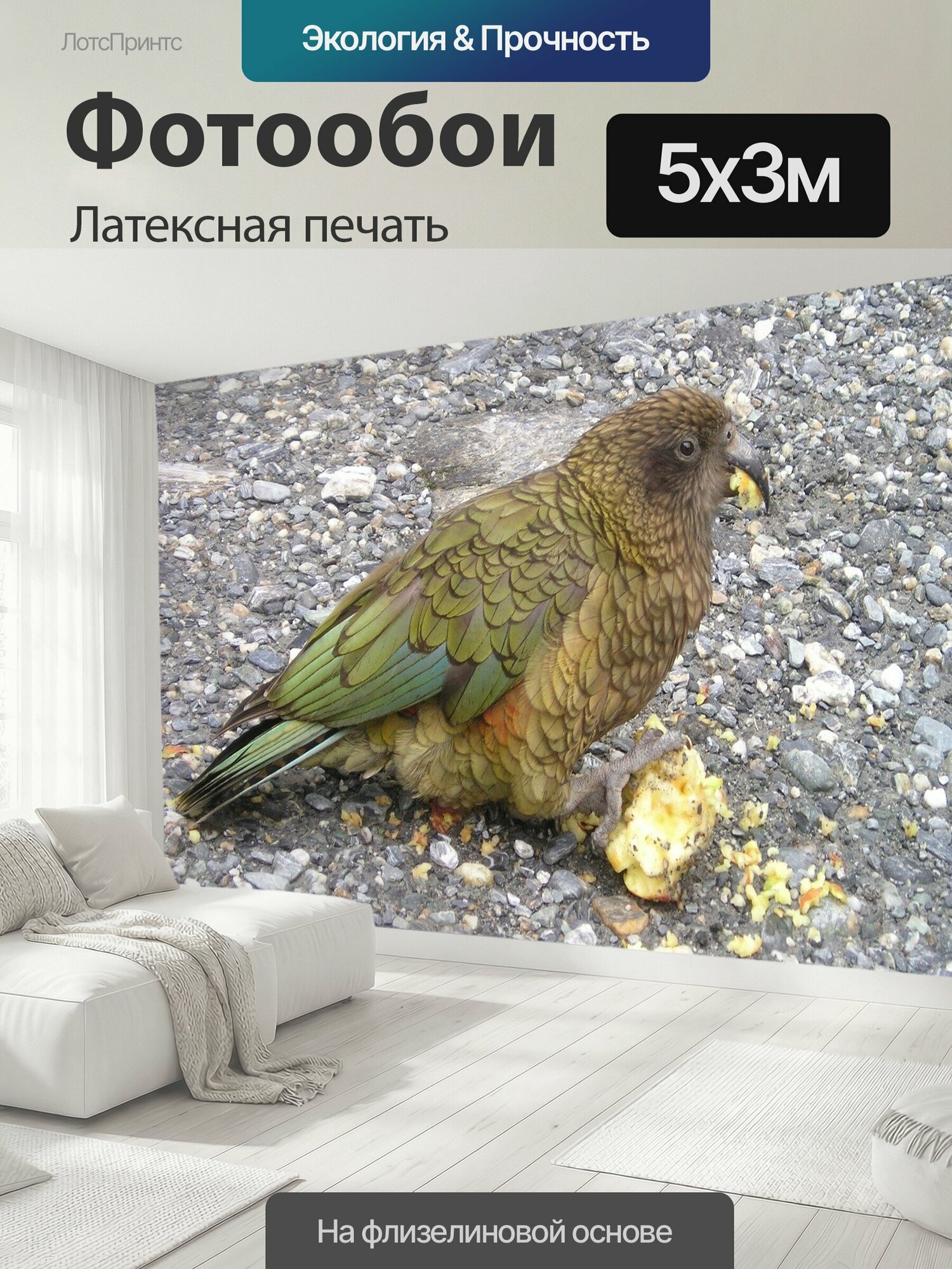 Фотообои моющиеся ударопрочные "Новая зеландия, кеа, попугай" 500x300 см. латексная печать