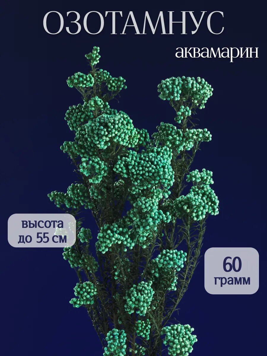Озотамнус аквамарин 60 г, зеленые сухоцветы для декора