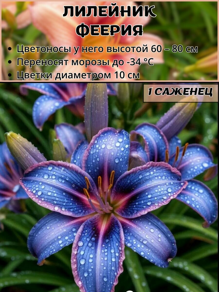 Лилейник саженец, многолетник 1 штука