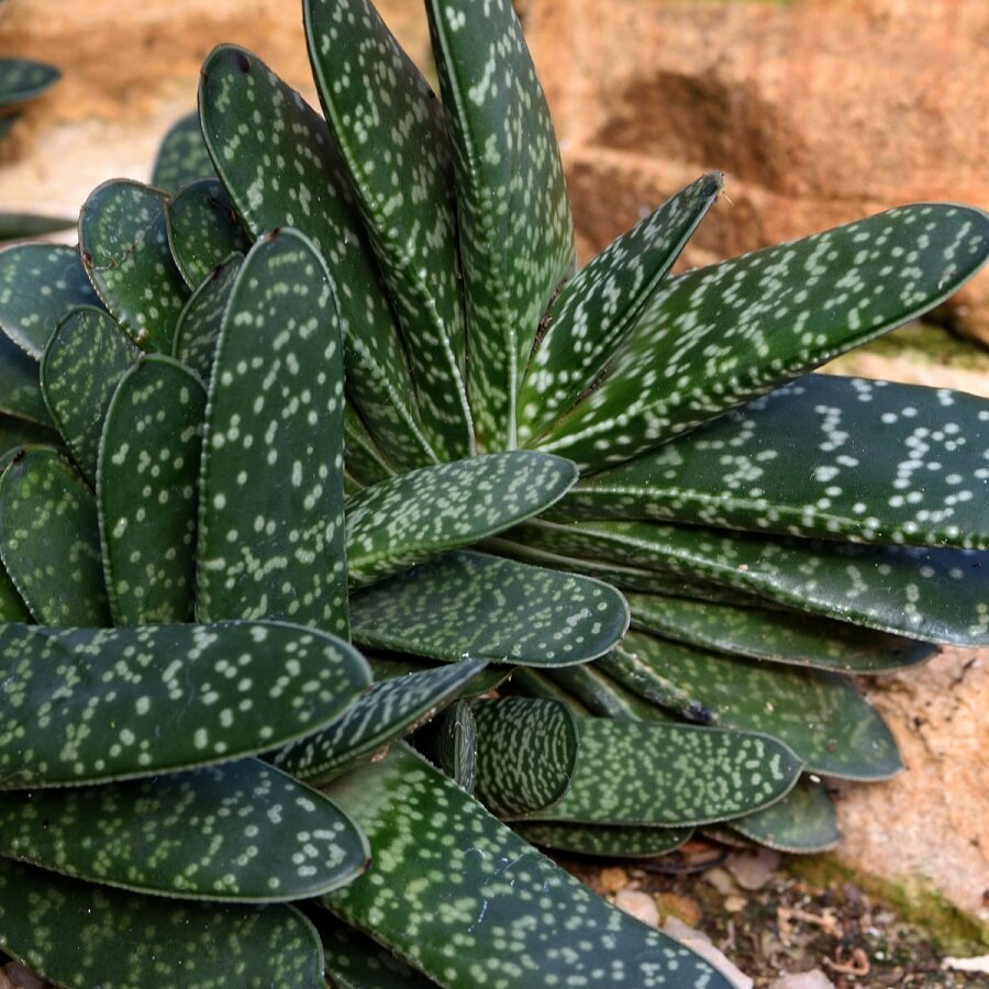 Семена Орешка Суккулент Gasteria pillansii (10 ШТ)
