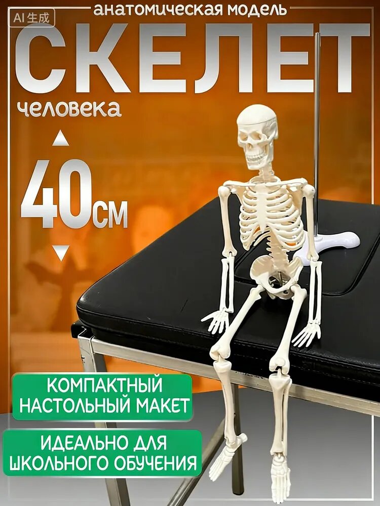 Модель человеческого скелета на столе длиной 40 см