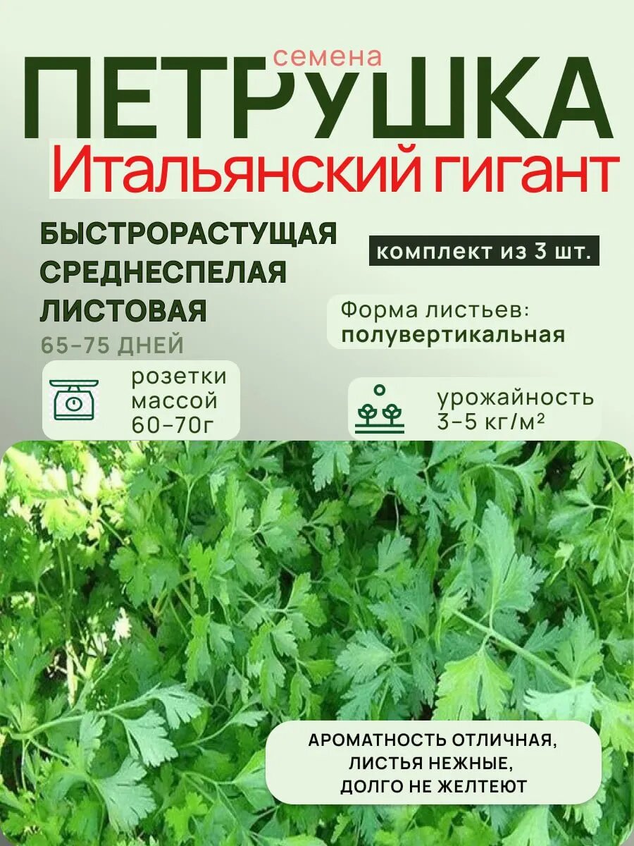 Семена петрушки сорт "Итальянский гигант", листовая, 3 пачки