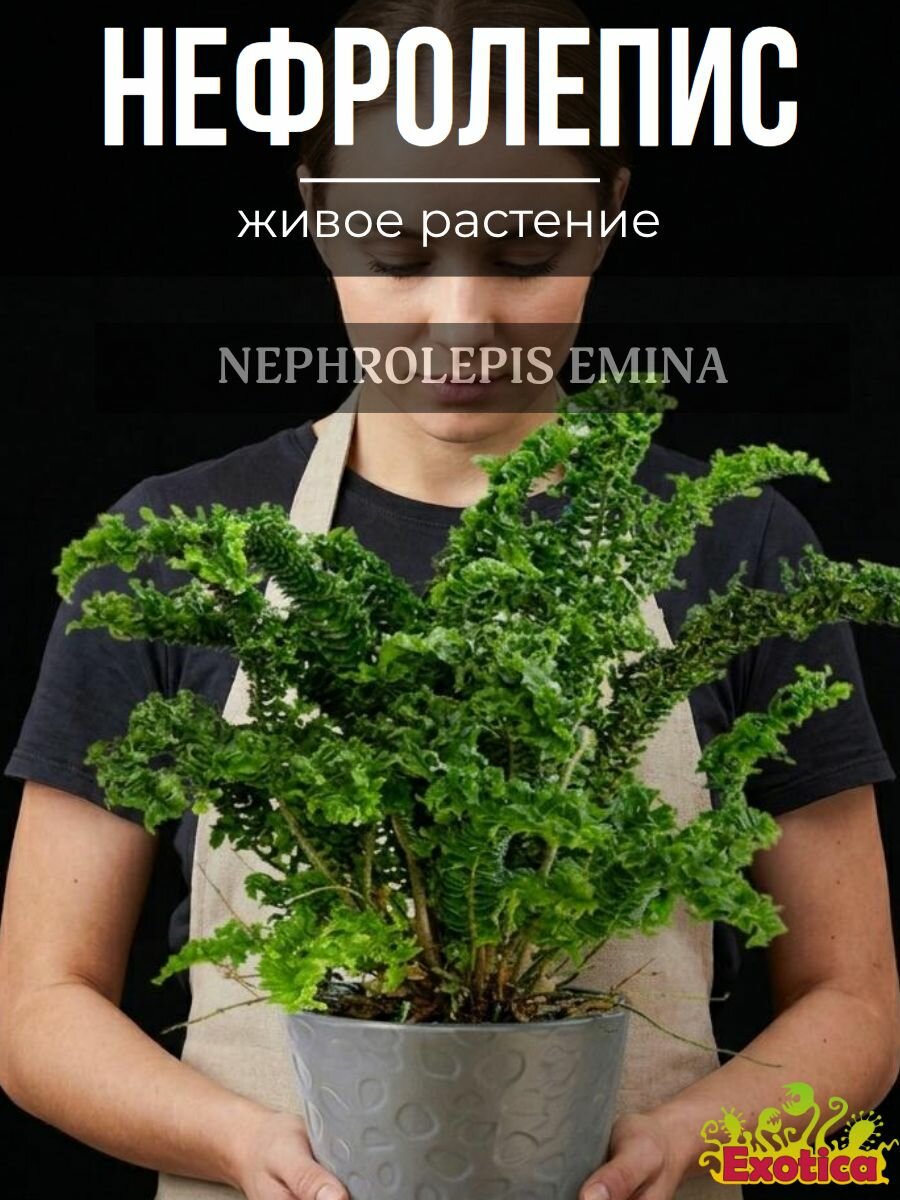 Нефролепис Эмина (Nephrolepis Exaltata Emina) D11cm, домашний цветок