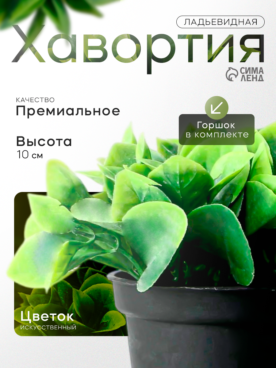 Бонсай Сима-ленда «Хавортия Ладьевидная», в горшке, 7 × 10 см