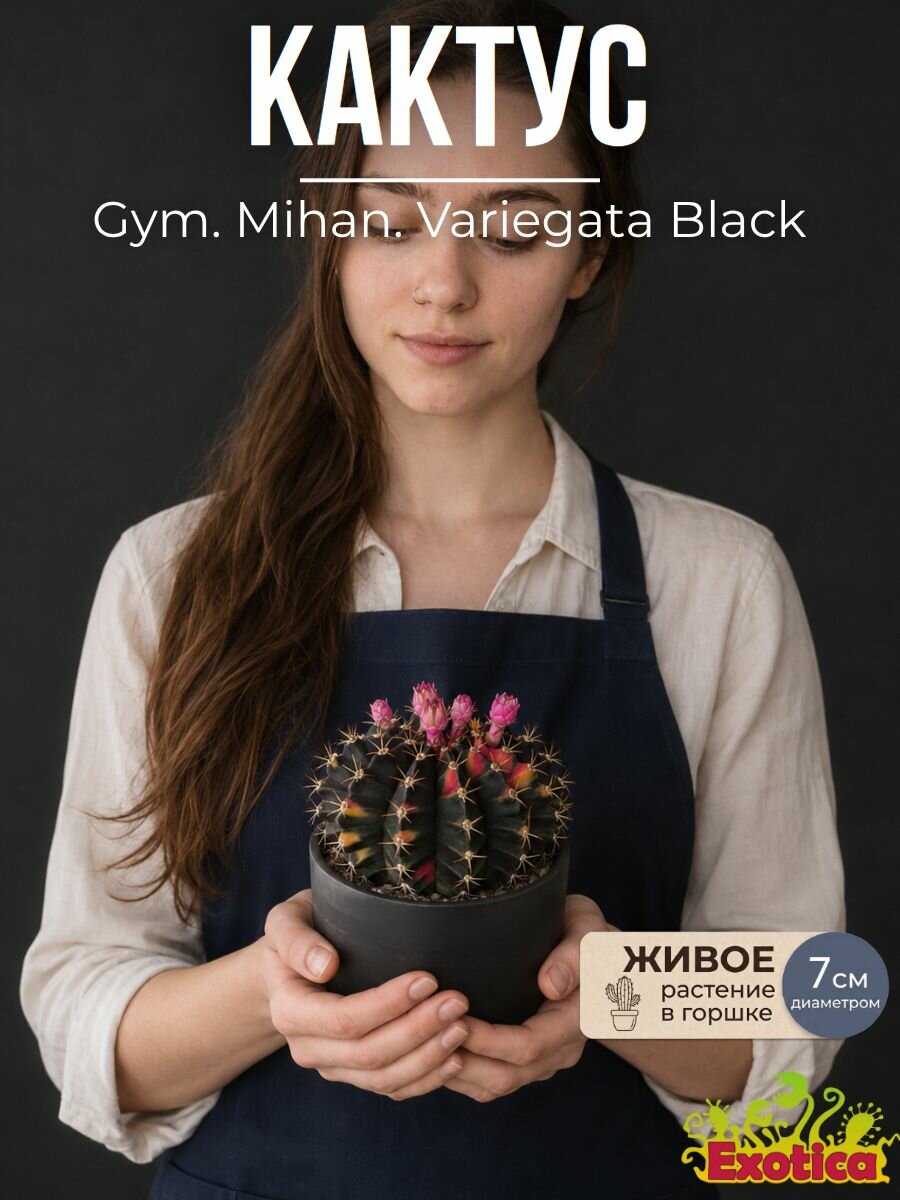 Гимнокалициум Михановича Вариегатный Блэк (Gymnocalycum Mihanovichii Variegata Black) D7см