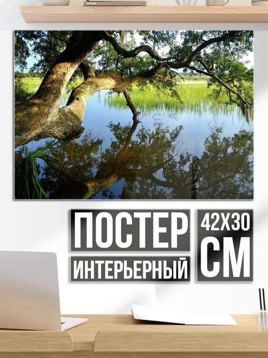 Плакат постер отражение дерева в воде