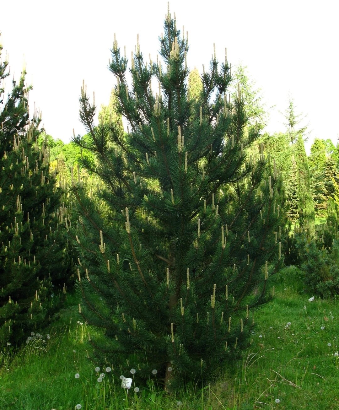 Сосна горная Унцината (Uncinata) - 300-325, Контейнер: С500