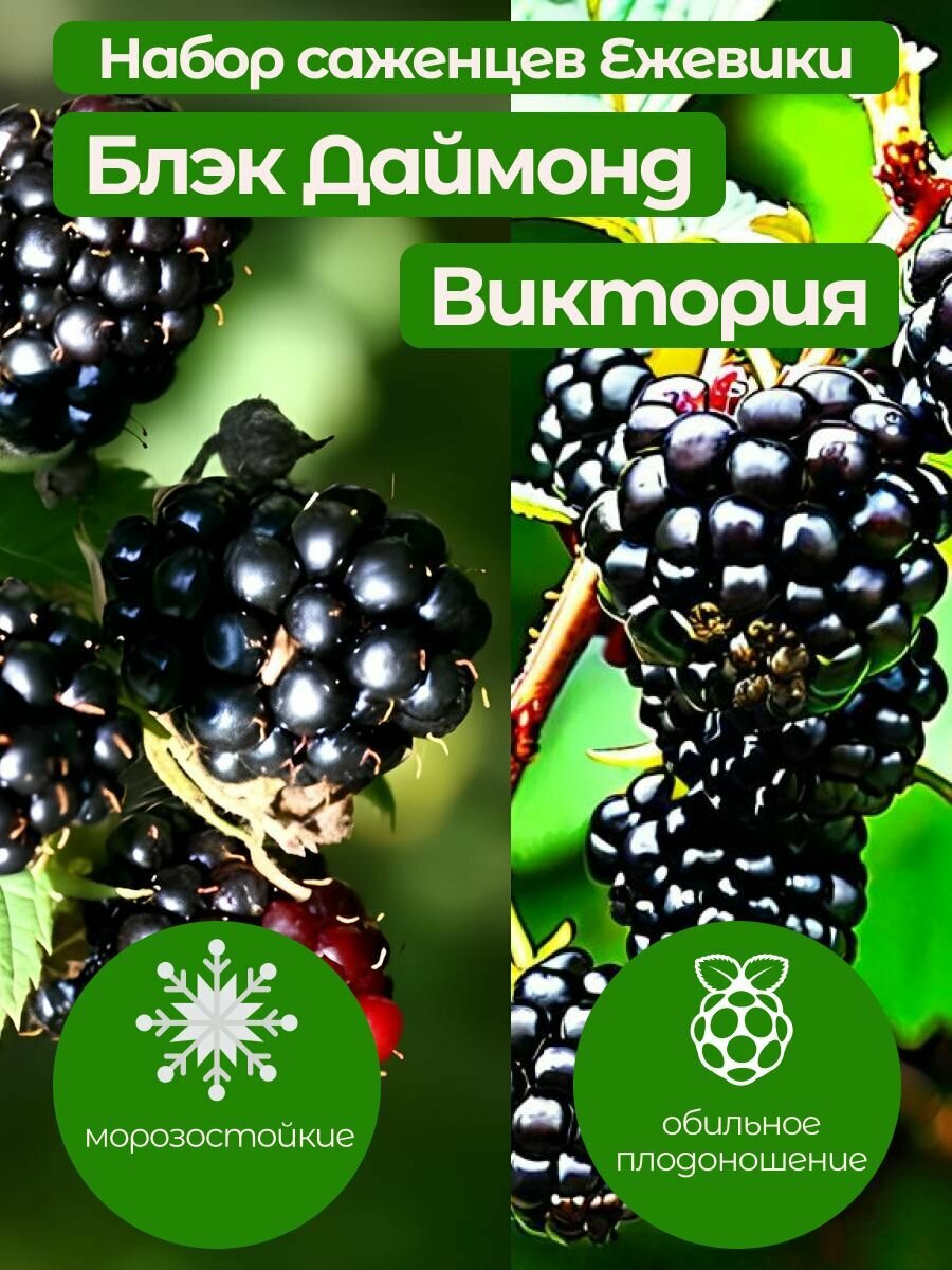 Набор ежевики Блэк Даймонд и Виктория