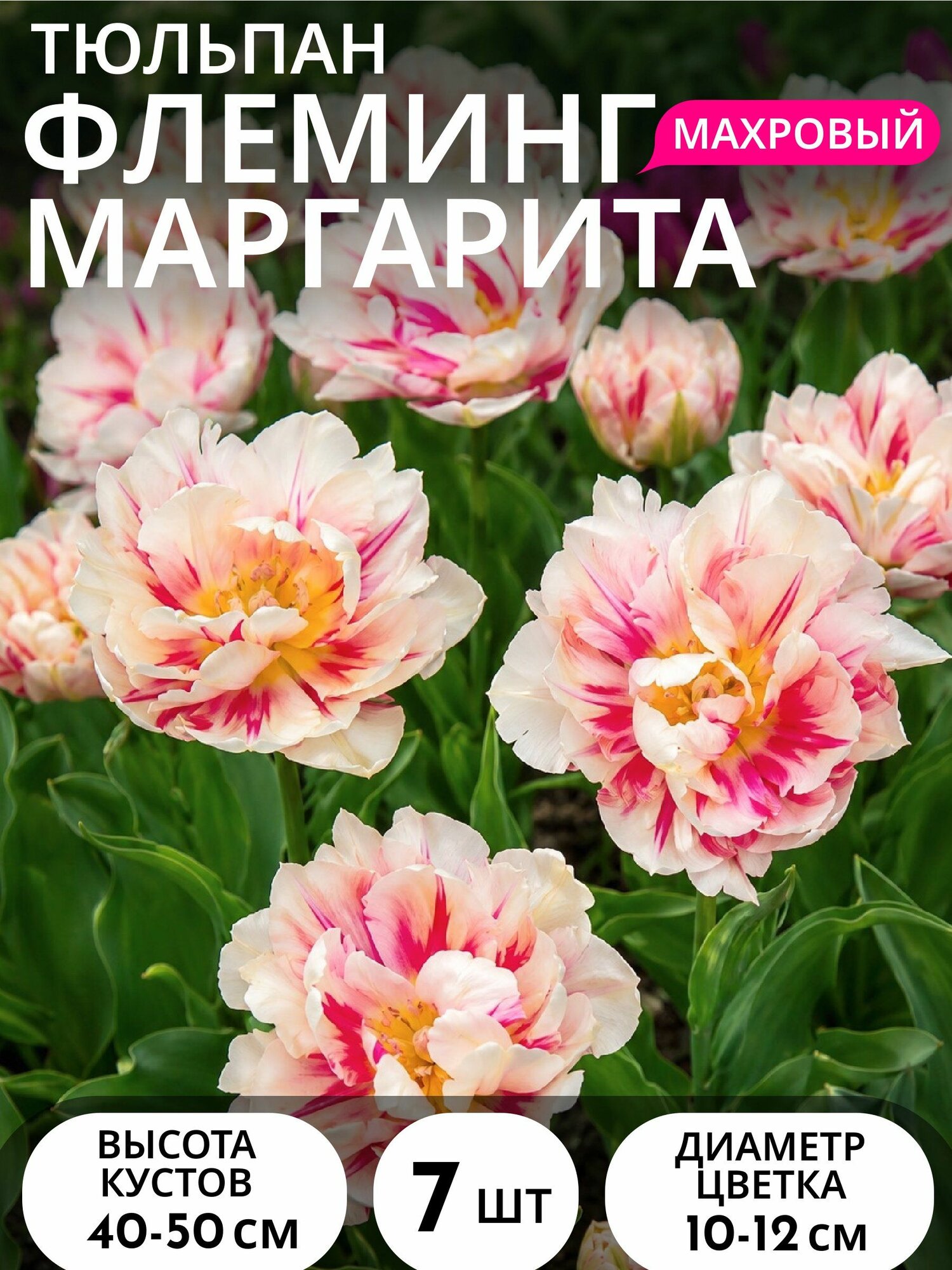Тюльпаны луковицы многолетние сорта "Флеминг Маргарита" 7 шт