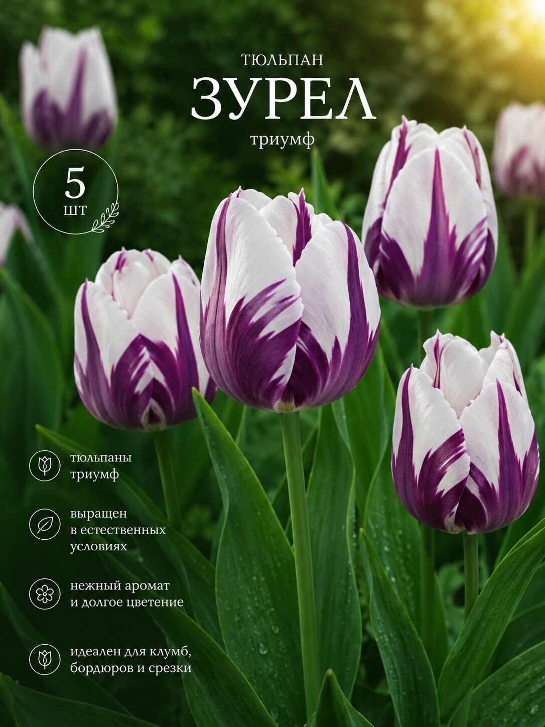 Тюльпаны луковицы многолетние сорта "Зурел" ,-5 шт в упаковке