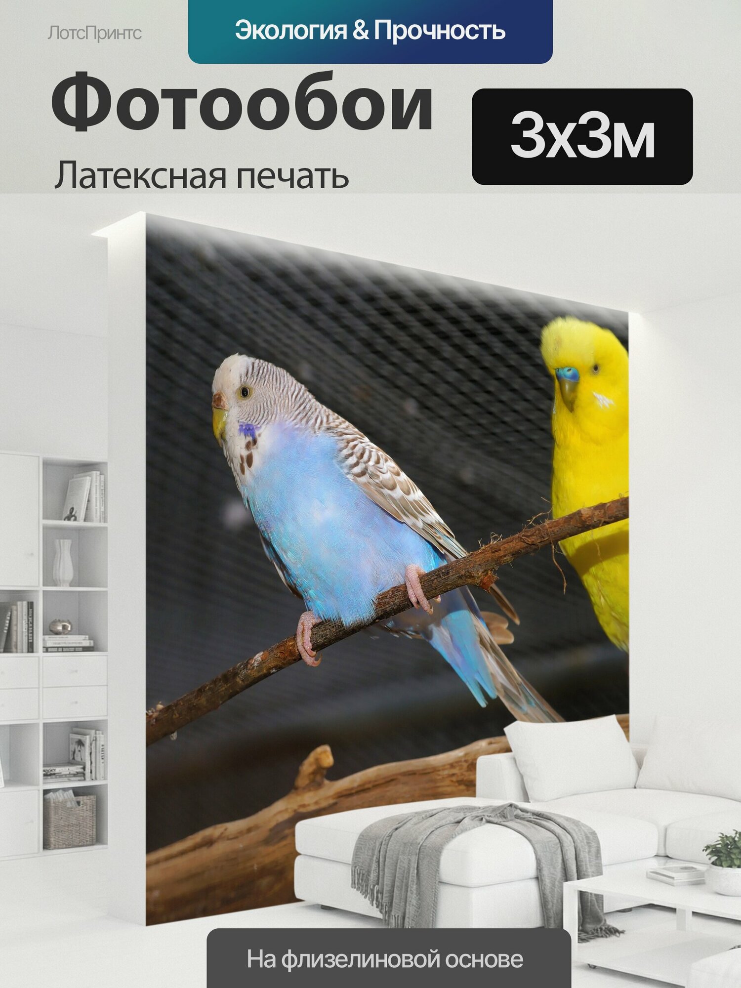 Фотообои моющиеся ударопрочные "Птица, волнистый попугайчик, все вместе" 300x300 см. латексная печать