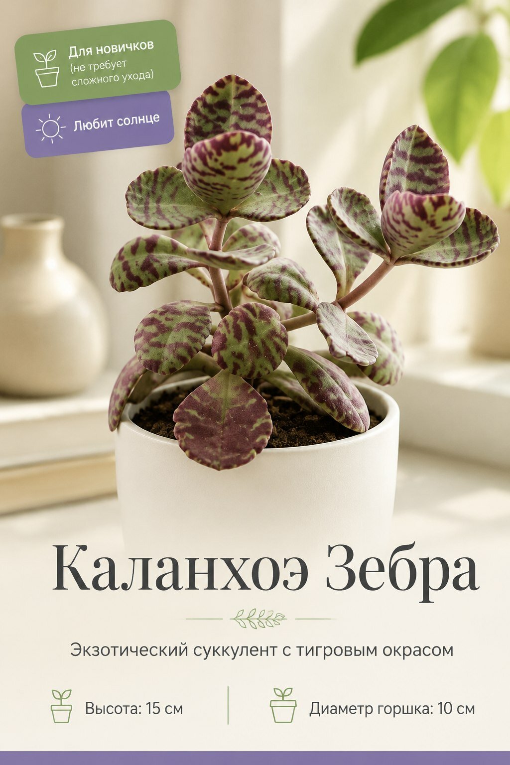 Каланхоэ Зебра комнатное растение суккулент