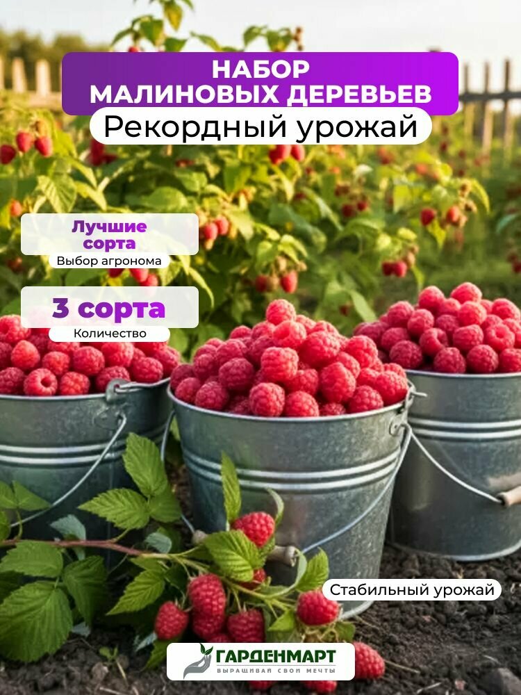 Саженец Комплект малиновых деревьев "Рекордный урожай" из 3 сортов