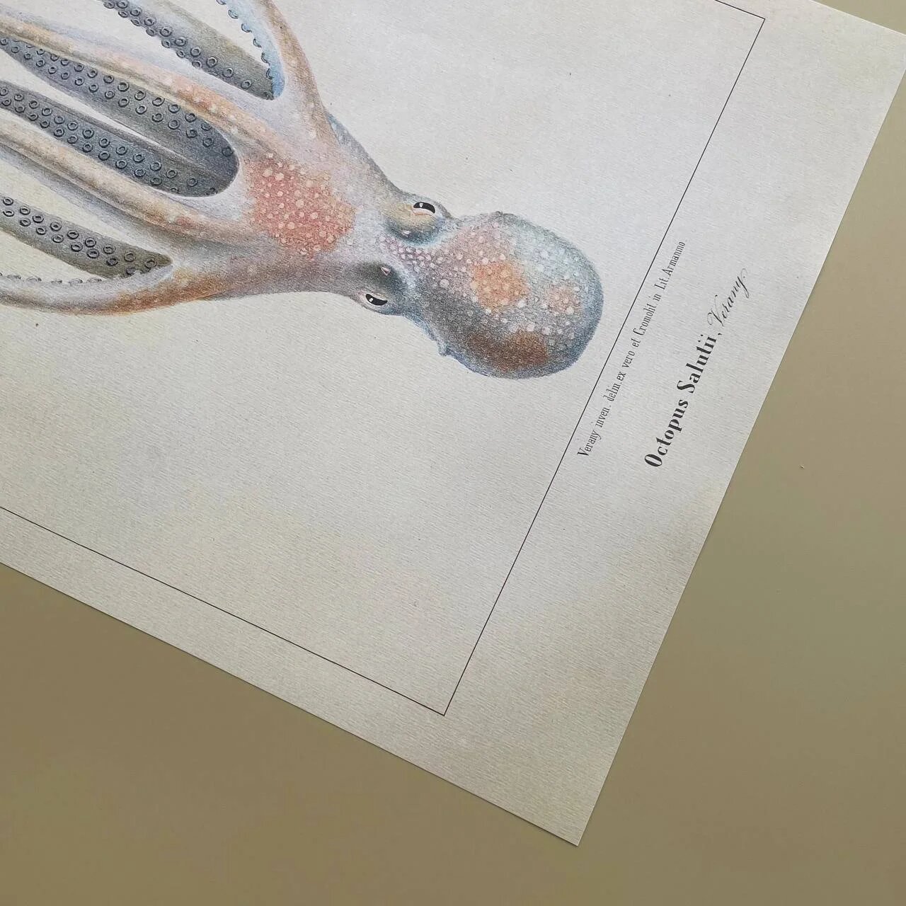 Постер Учёные картинки (Science Pictures) «Octopus Salutii» А3 — фото 1