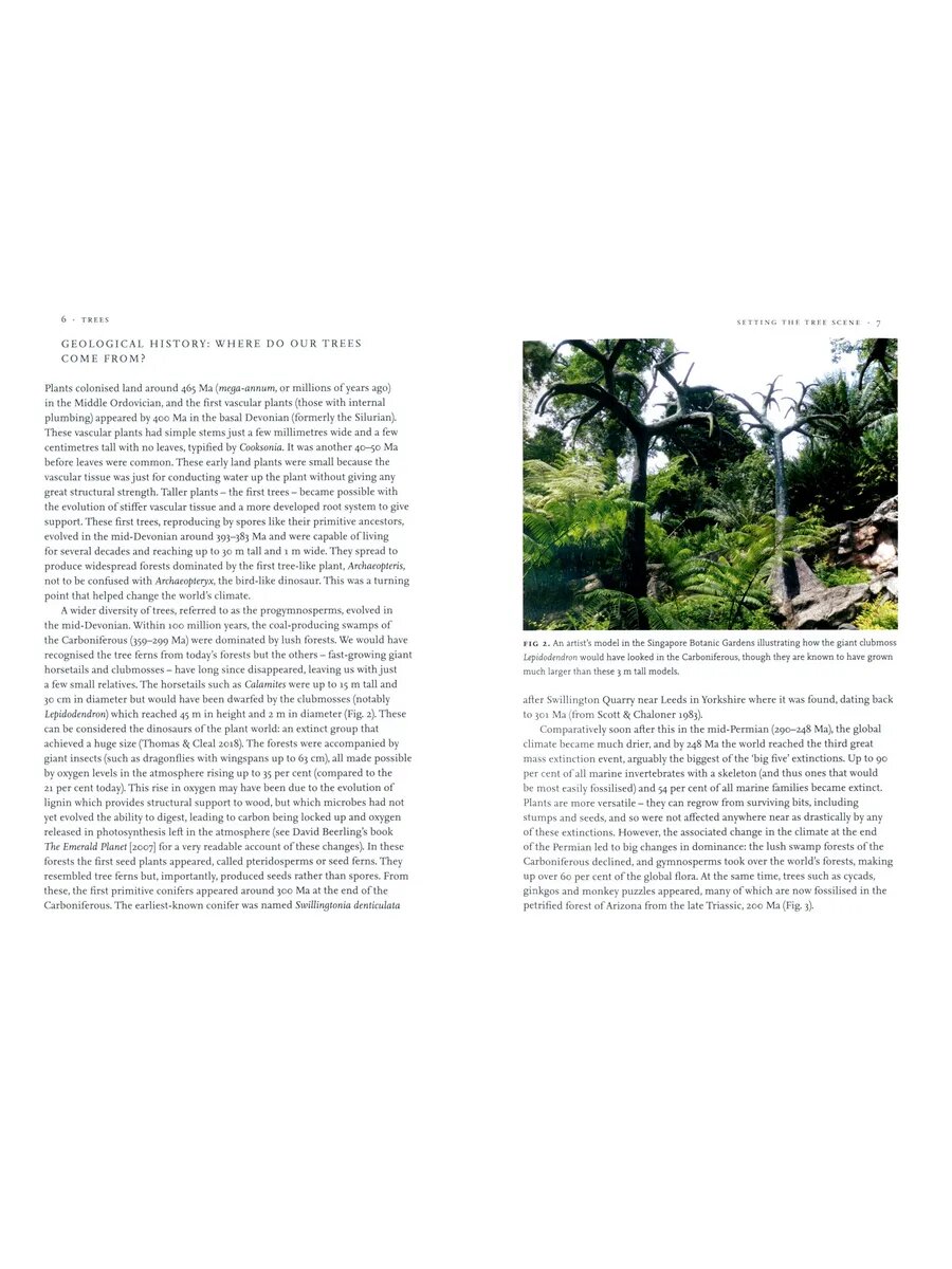 Trees / Книга на Английском — фото 1