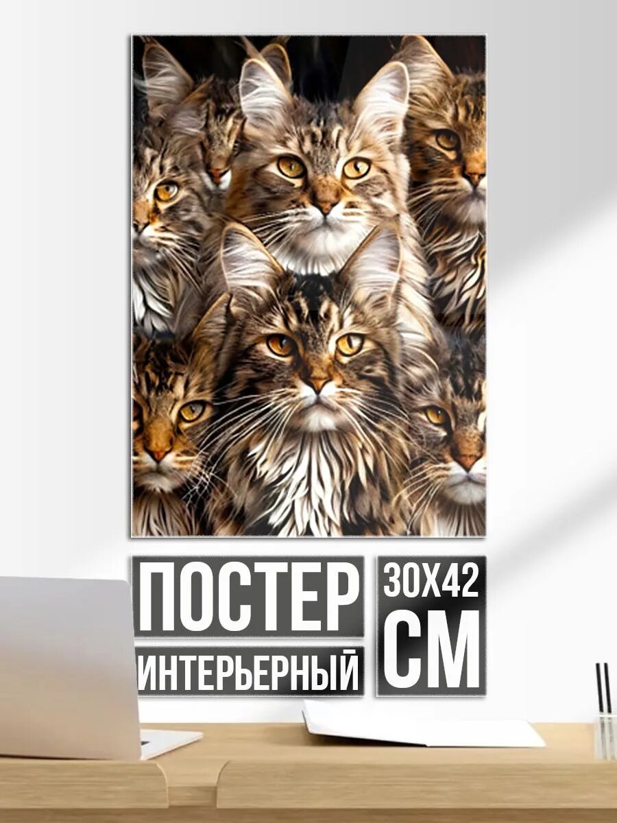 Постер на стену Мейн-куны