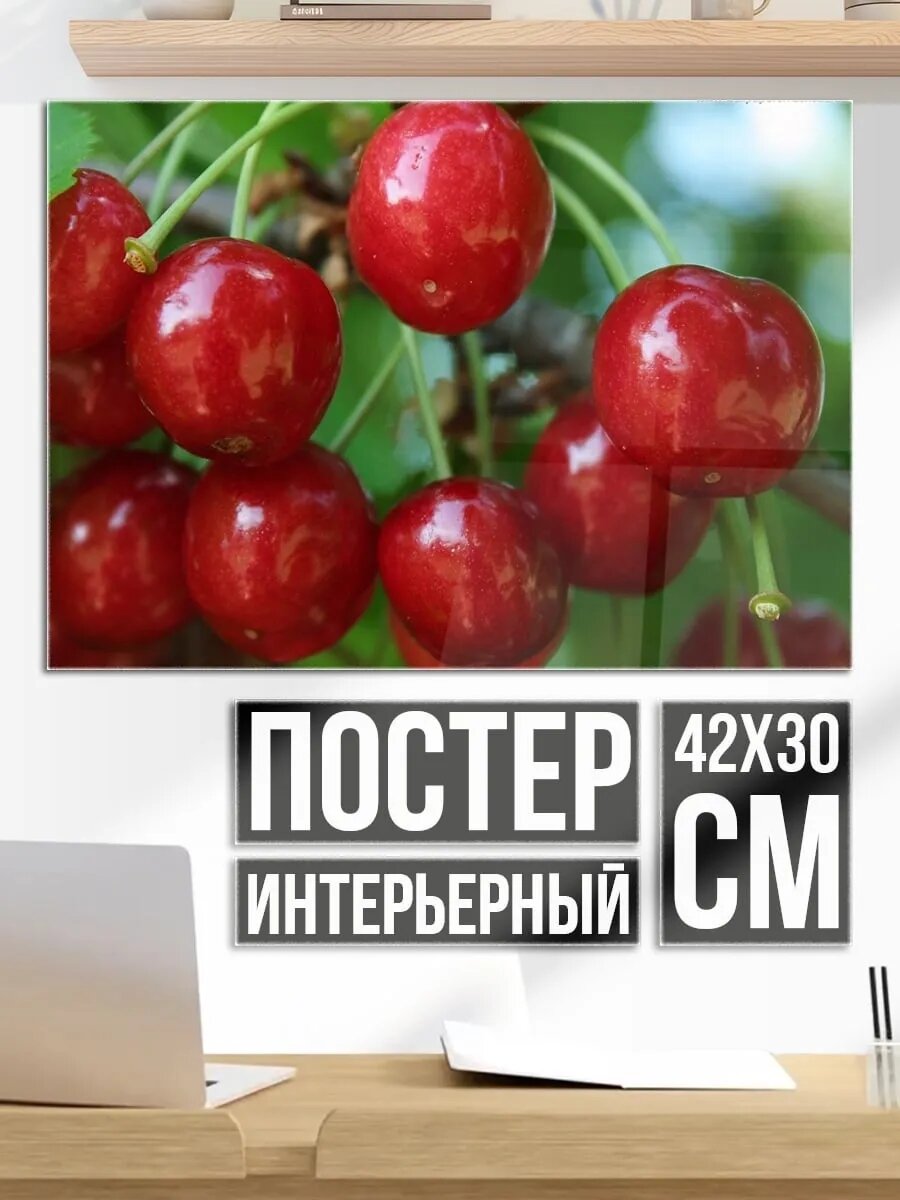 Плакат постер спелые вишни