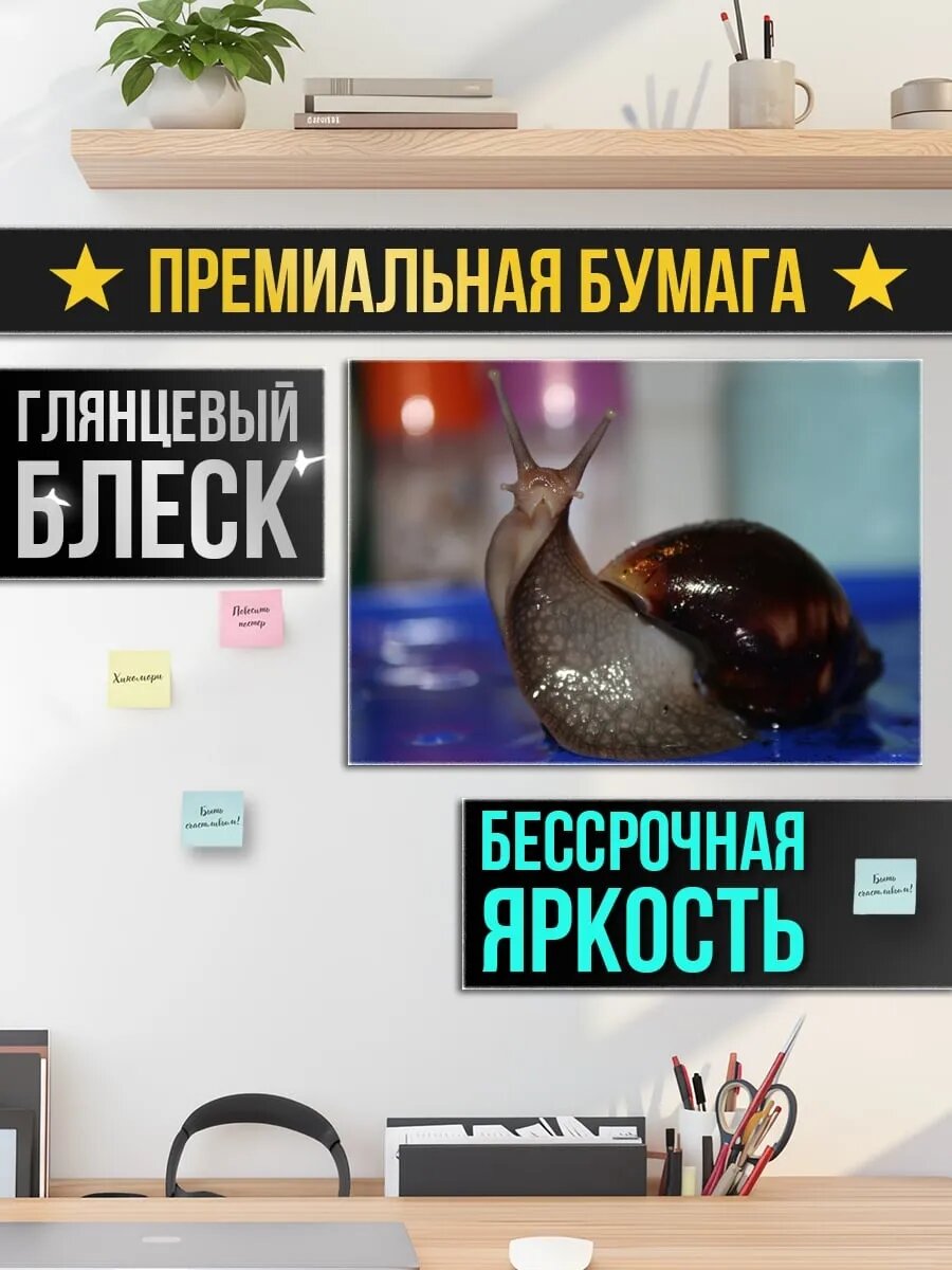 Плакат постер улитка на синем — фото 1