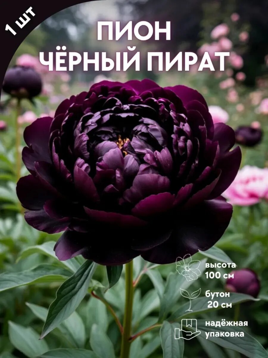 Пион "Черный пират", многолетнее растение, высота 80 см, темно-красный