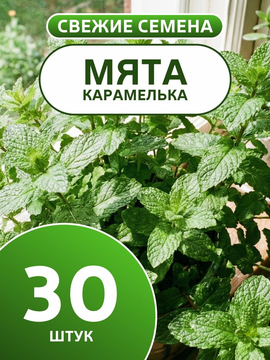 Мята семена для выращивания 30 шт