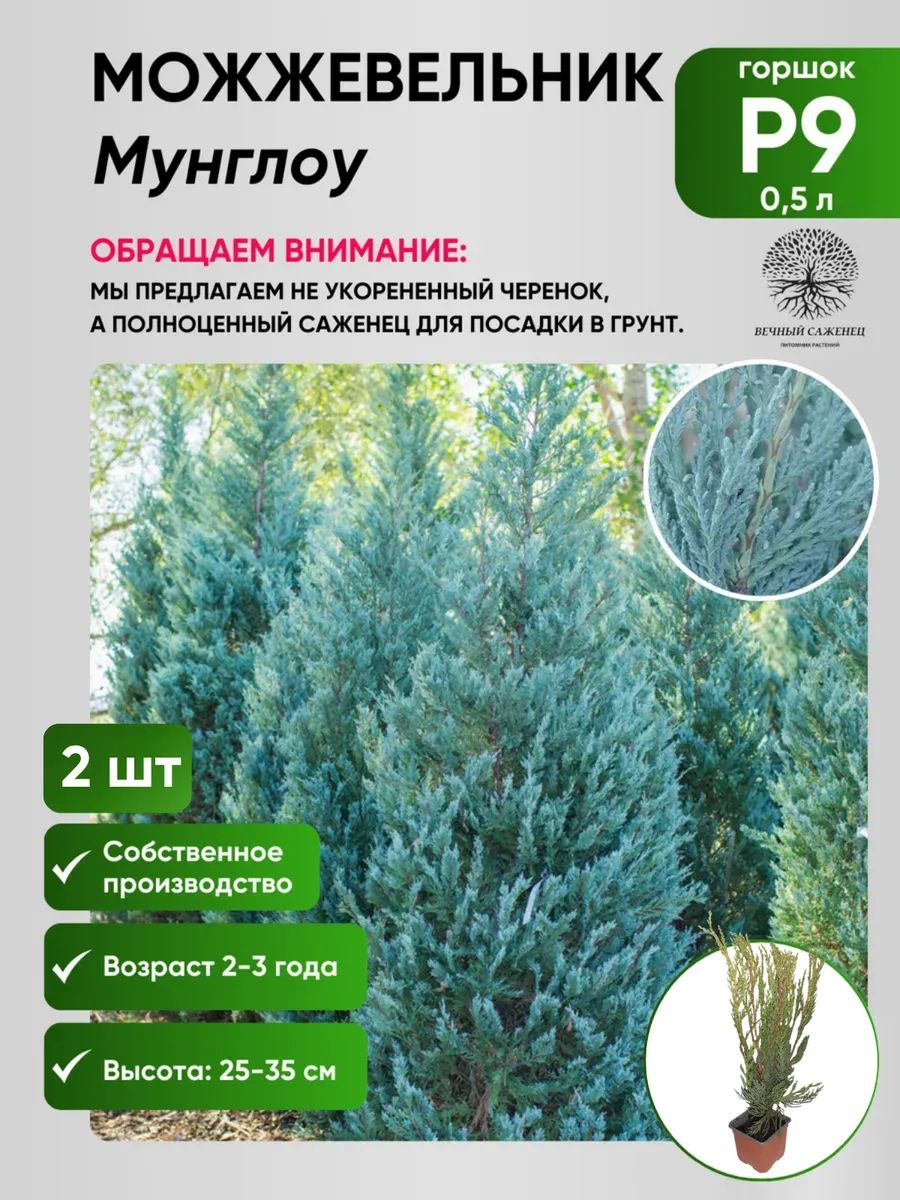 Можжевельник скальный Мунглоу, 2 саженца для сада и дачи, декоративные растения для посадки