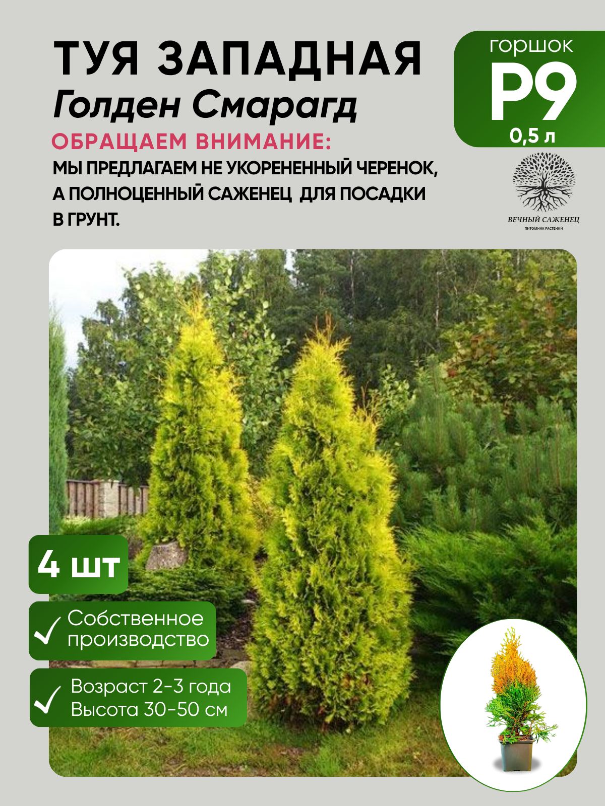 Туя западная Голден Смарагд, 4 саженца для сада и дачи, декоративные растения для посадки