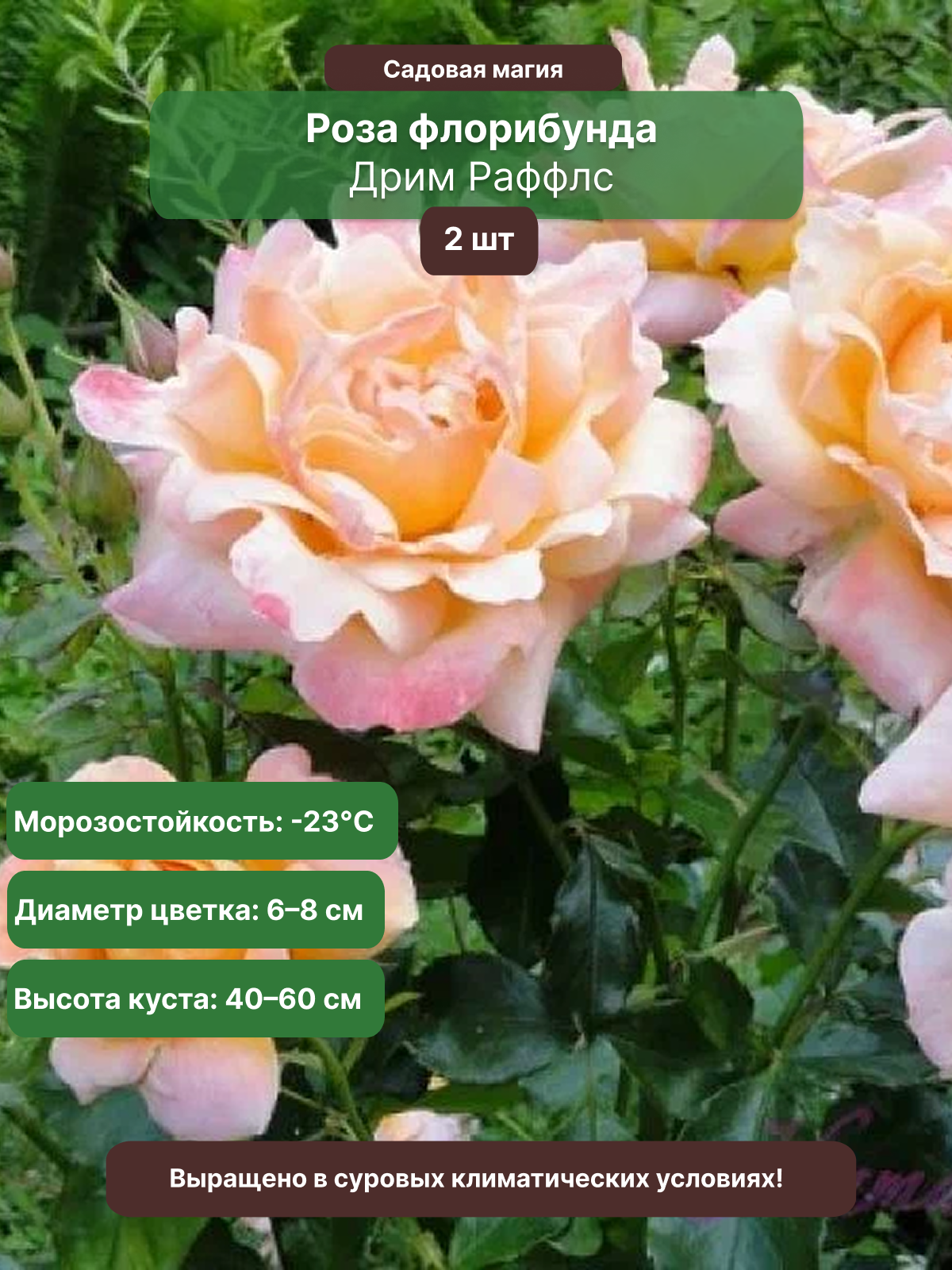 Роза флорибунда "Дрим Раффлс", оранжевая, розовая, желтая, 2 саженца