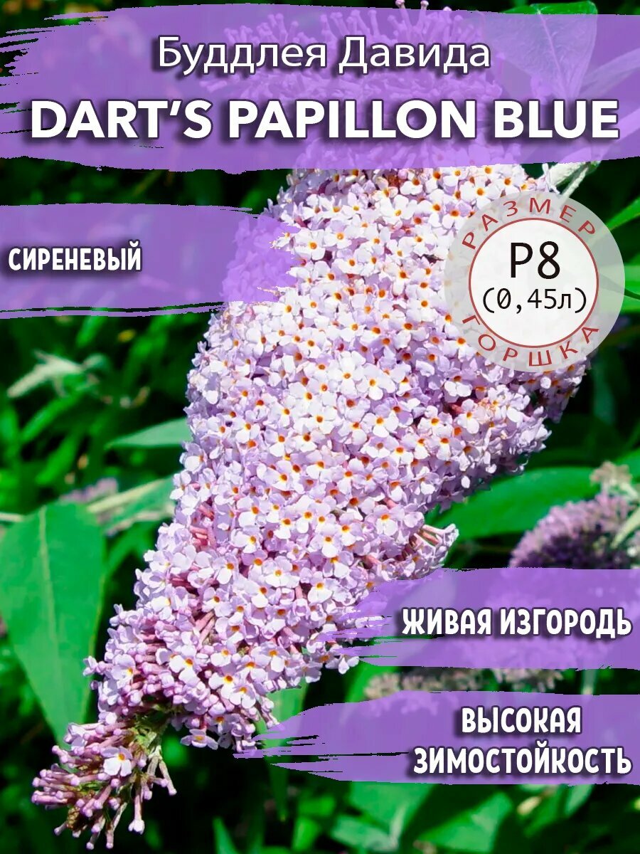 Буддлея Давида «Dart`s Papillon Blue»
