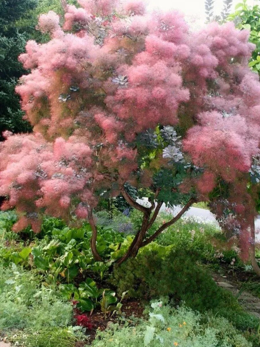 Скумпия кожевенная Rubrifolius