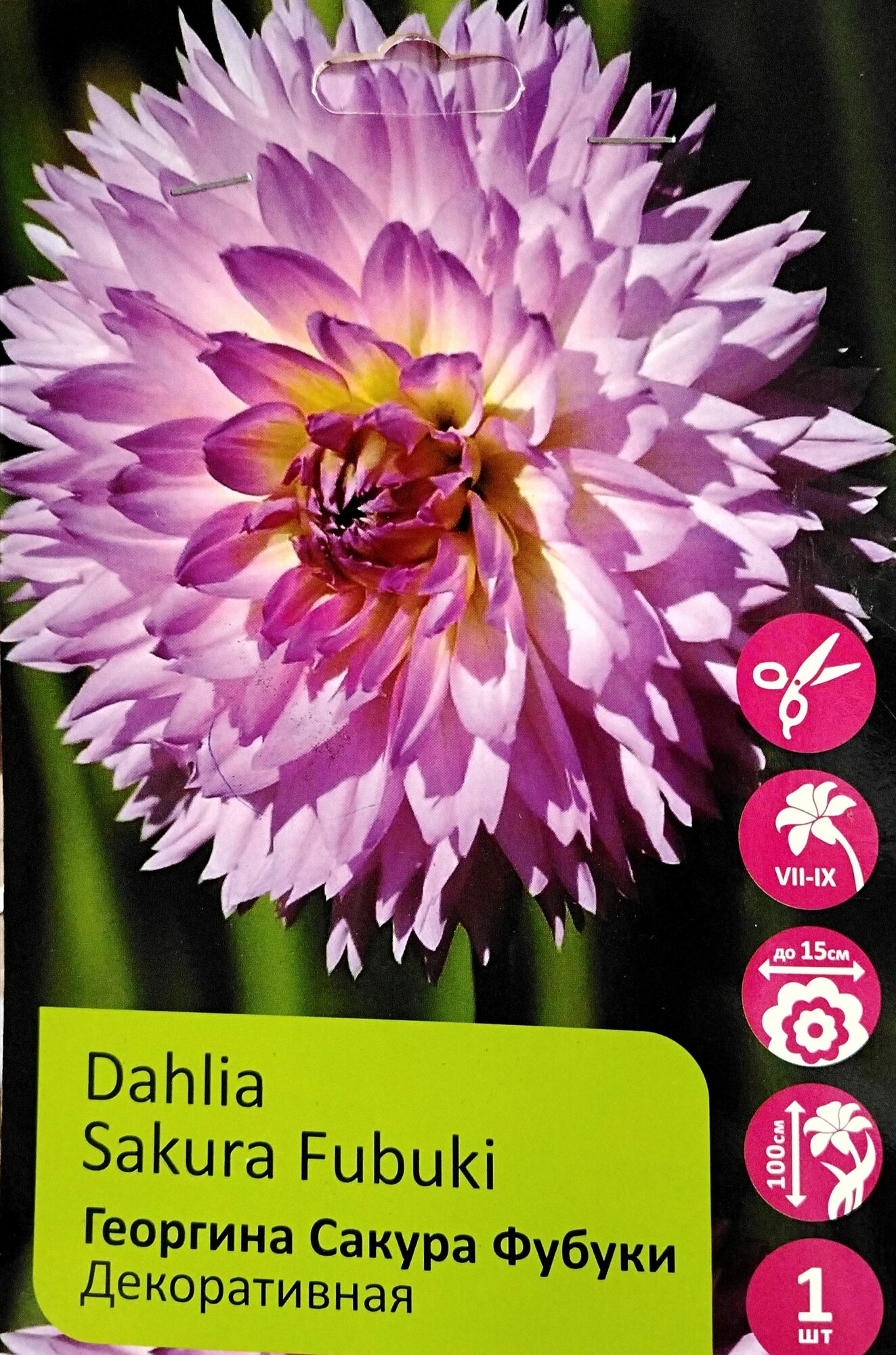 Георгина "Сакура Фубуки" Декоративная