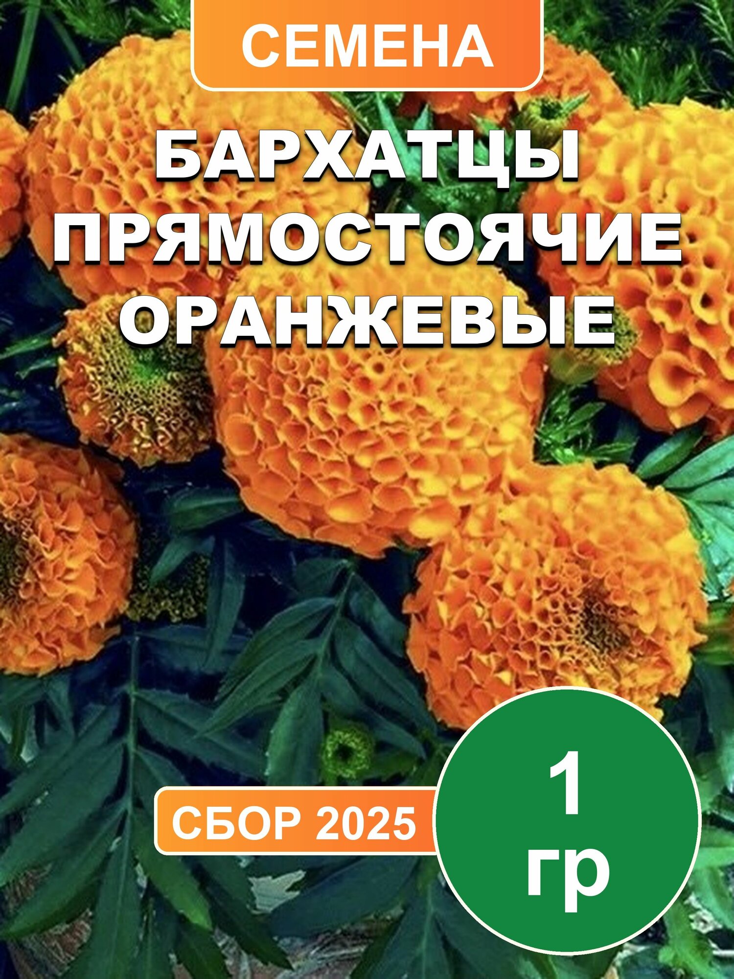 Бархатцы прямостоячие Orange, семена, 1гр