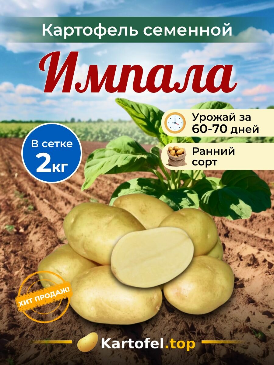 Картофель семенной на посадку "Импала" суперэлита (2 кг), саженцы, клубни
