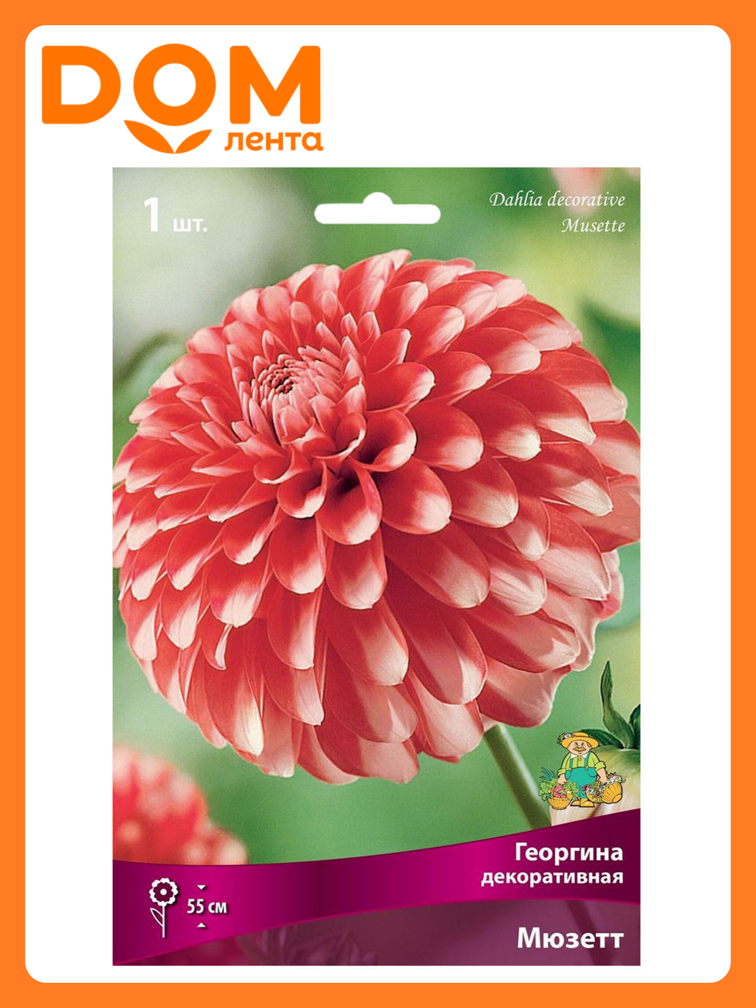 Клубни георгины декоративной поиск Мюзетт 1 шт