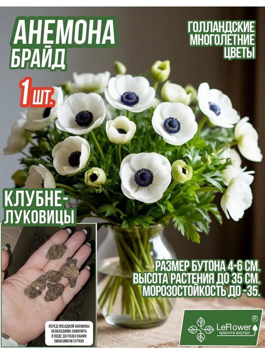 Анемона луковицы, Брайд 1 шт