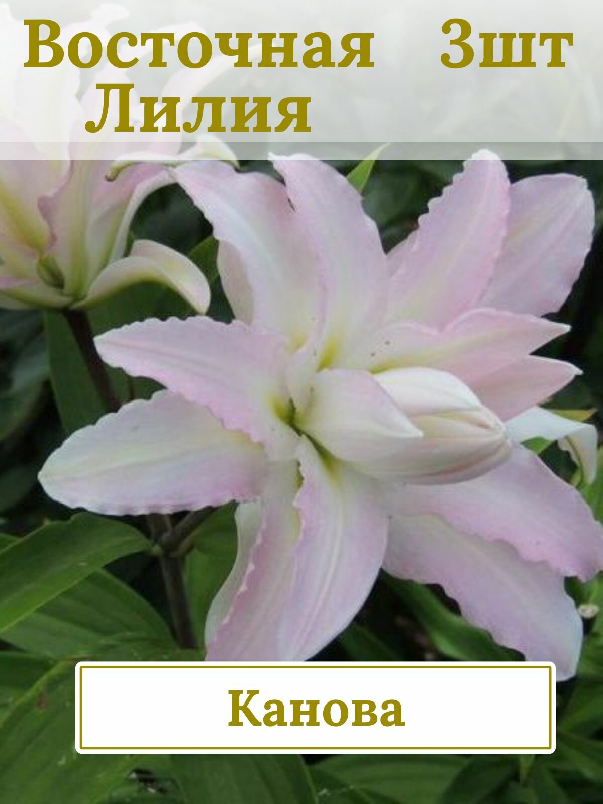 Лилия Восточная махровая, многолетние цветы, луковицы 3 шт
